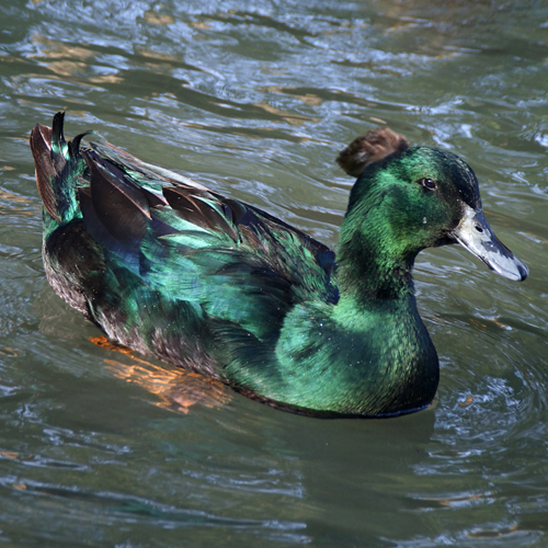 Cayuga Duck