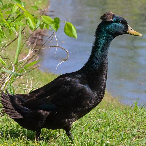 Cayuga Duck