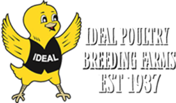 Poultry for Sale | Backyard Poultry | Chickens, Ducks, Geese, Turkeys